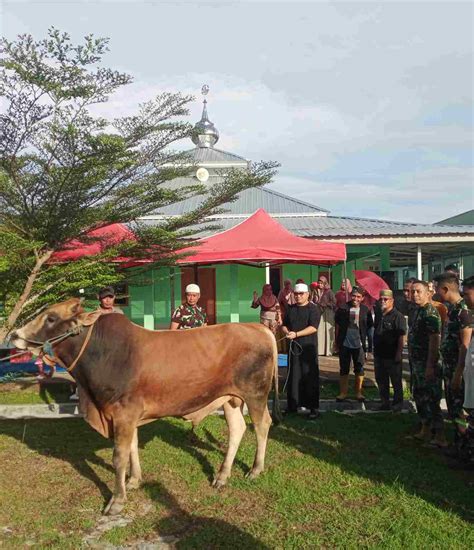 Kodim 1427 Pasangkayu Berkurban Lima Ekor Sapi Pada Momentun Idul Adha