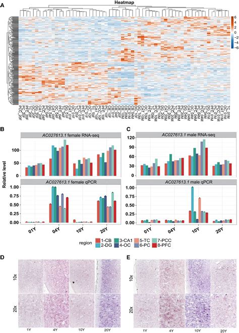 annotation and cluster analysis of spatiotemporal and sex related lncrna expression in rhesus