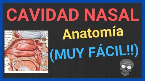 ANATOMÍA DE LA CAVIDAD NASAL explicación fácil y rápida YouTube