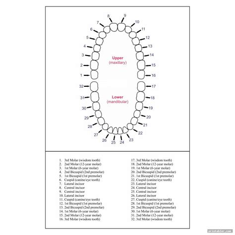 Tooth Chart Printable Full Sheet Gridgit