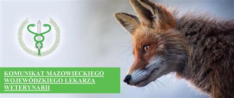 Akcja szczepienia lisów wolno żyjących przeciwko wściekliźnie Gmina