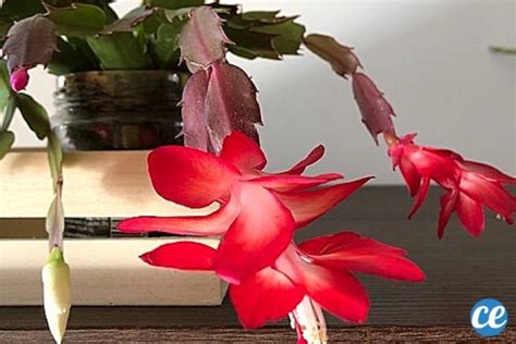 Cactus de Noël Le Secret de Mon Jardinier Pour le Faire Refleurir