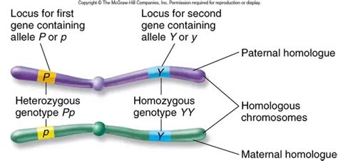 What Is Genetically Similar And Different About These Structures That