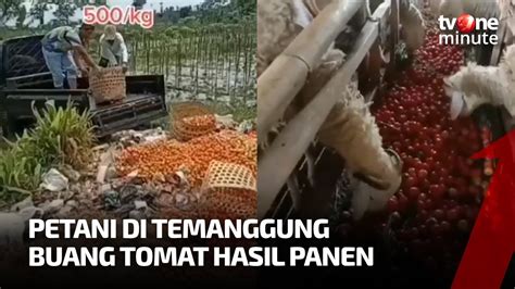 Harga Anjlok Petani Buang Tomat TvOne Minute YouTube