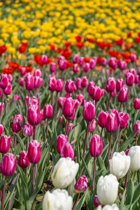 Flores Tulipanes Plantas Foto Gratis En Pixabay Pixabay