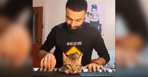 YouTube viral gato tiene emotiva reacción al escuchar a su dueño