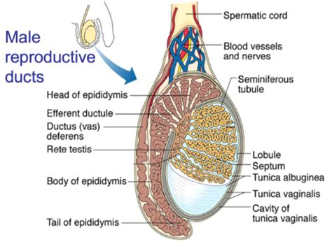 ANAT243 Lecture 4 Male Reproductive Biology 3 Ducts And Accessory