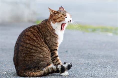 Japan Has A Cat Aptitude Test To Show Off How Much You Know About Our