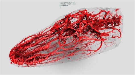 Human Blood Vessels Model