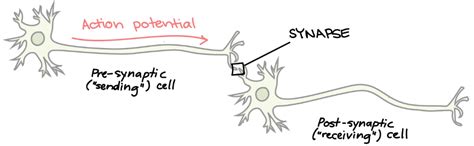 Overview Of Neurons And Synapses Learn With Abe