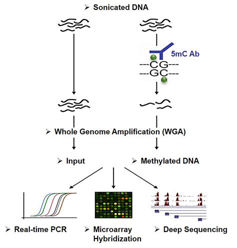 dna methylation analysis by mbd capture based method protocol preview my xxx hot girl
