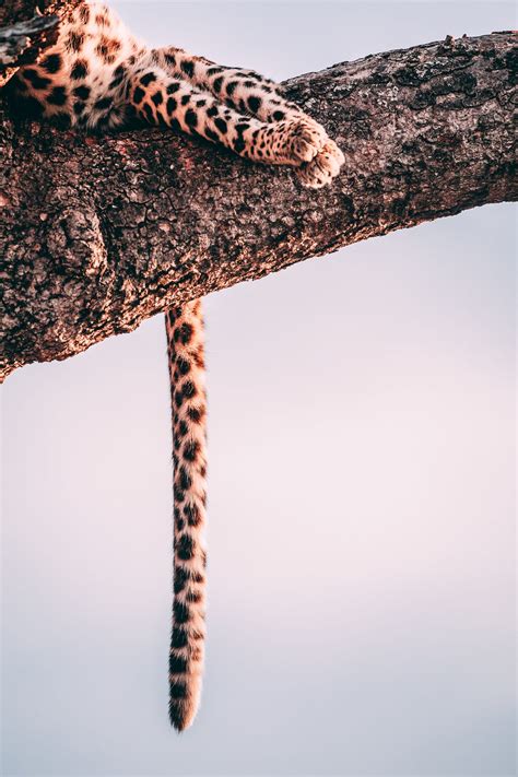 working with long tailed data part1 machine learning by monodeep mukherjee medium