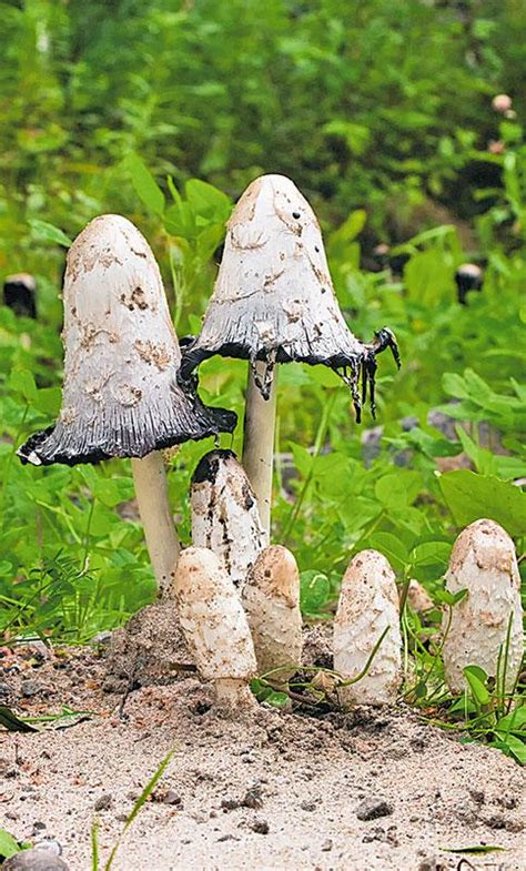 ATLAS GRZYBÓW ONLINE Grzyby trujące podobne do grzybów jadalnych