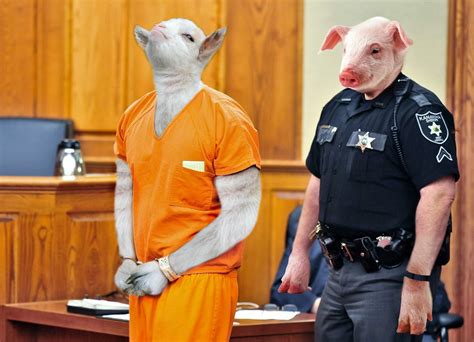 Inmate Goat Smug Goat Know Your Meme