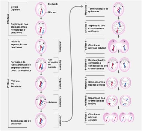 Meiose fases diferenças da mitose resumo completo