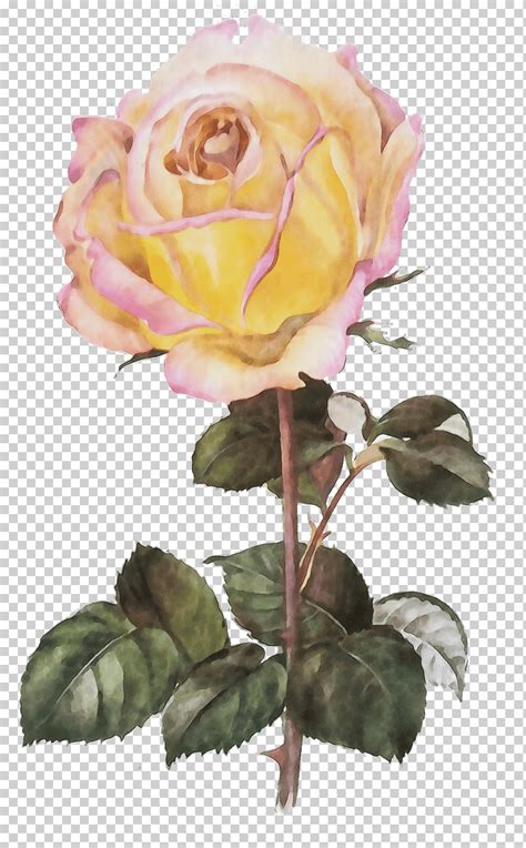 Rosas de jardín Acuarela Pintura Tinta húmeda Flor Planta con