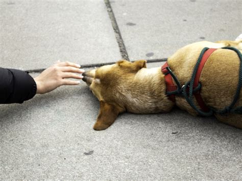 Han atropellado a tu perro Qué debes hacer Hospital Veterinario en