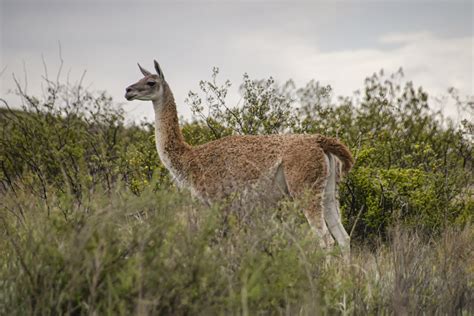 Parque Nacional Lihu Calel Argentina Gob Ar