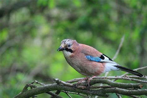 Jay Vogel Vogelkunde Kostenloses Foto Auf Pixabay Pixabay