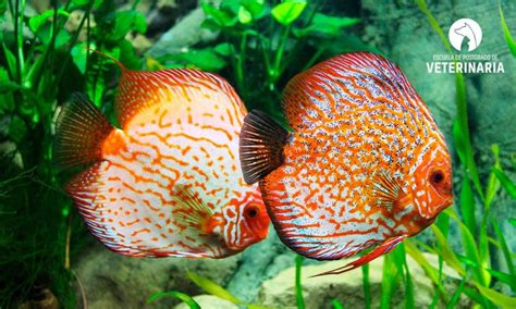 5 peces de agua dulce cuidados y características EP Veterinaria
