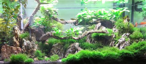 Live Rock Aquascaping Ideas
