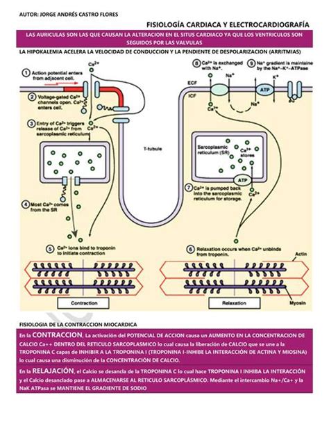 Electrocardiograma y patologías en el EKG Genesis Hebel De Leon