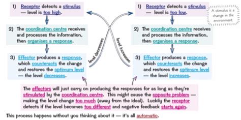 Topic Homeostasis And Response Flashcards Quizlet