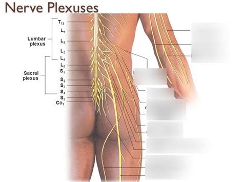 Nerves Of The Lumbar And Sacral Plexus Diagram Quizlet