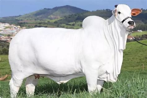 Valendo R 55 milhões elas são as vacas mais caras do mundo PortalJipa