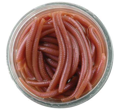 Berkley Gulp Alive Angle Worm Cm Brown Fishfriender