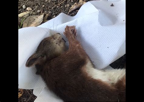 Ohne ihn hätte es nicht überlebt Um das Eichhörnchen zu retten