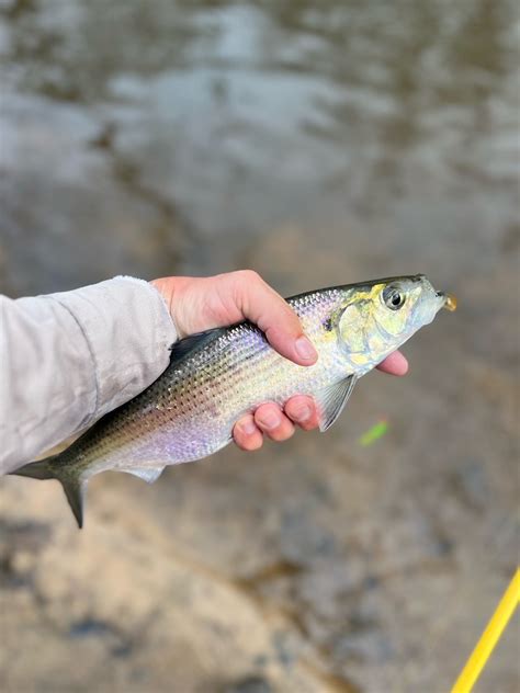 Hickory Shad Photo By Eric Packard Maryland Fisheries Service DNR