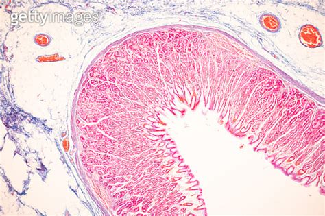 Tissue Of Small Intestine Duodenum Large Intestine Human And Stomach
