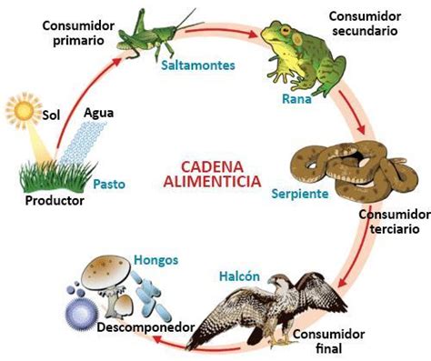 7 Describe el flujo de energía a través de la cadena trófica de la