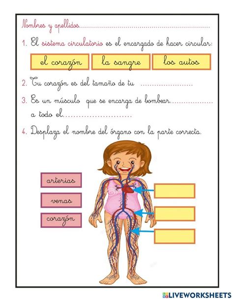 Sistema Circulatorio Online Worksheet For Segundo De Primaria School
