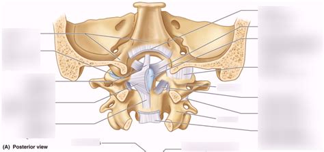 Atlanto Axial Joints Diagram Quizlet