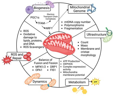 IJMS Free Full Text Mitochondrial Dysfunction In PCOS Insights