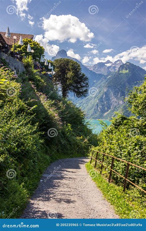 Lake Uri In Switzerland Stock Image Image Of Passion 205235965