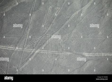 Vista A Rea De Las L Neas De Nazca Perro Geoglifo Per Las L Neas
