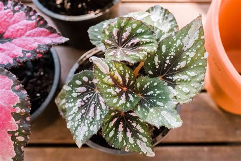 Rex Begonias Plant Care Growing Guide