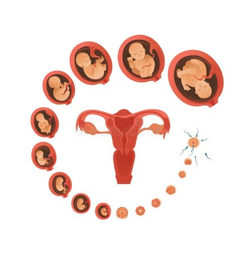 Embryo Month Stage Growth Pregnancy Fetal Development Vector Flat
