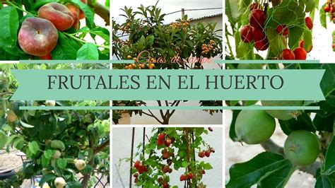 Details Ver Rboles Frutales Abzlocal Mx