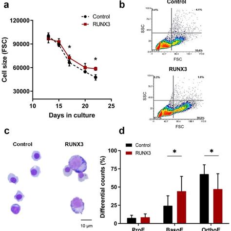 RUNX3 Overexpression Inhibits Terminal Erythroid Differentiation A