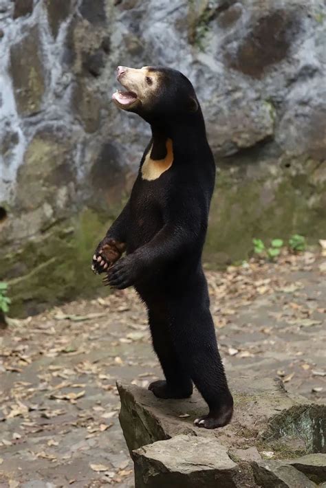 Pessoa fantasiada Novo vídeo mostra urso até acenando para visitantes