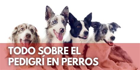 Perros con Pedigree Qué es y por qué puede ser importante