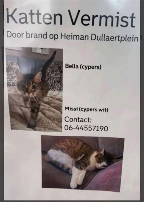 Poes Van Overleden Marlous Gevonden De Ander Is Nog Kwijt Adverteren