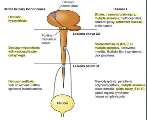 Pathophysiology Renal Flashcards Quizlet