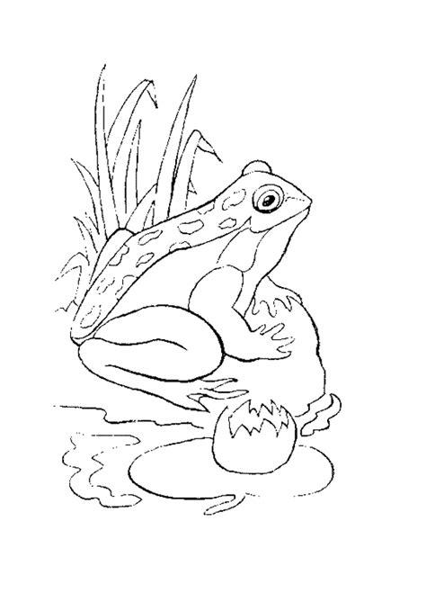 Coloriage Grenouille Sur Hugolescargot
