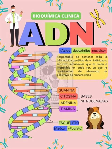 ADN Dr Quinver UDocz