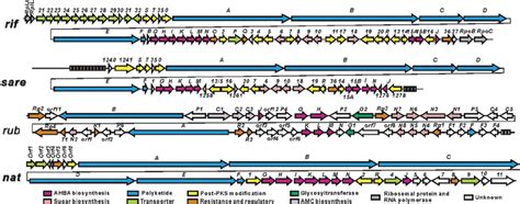 Biosynthetic Gene Clusters Of Naphthalenic Ansamycins The Rif Is The